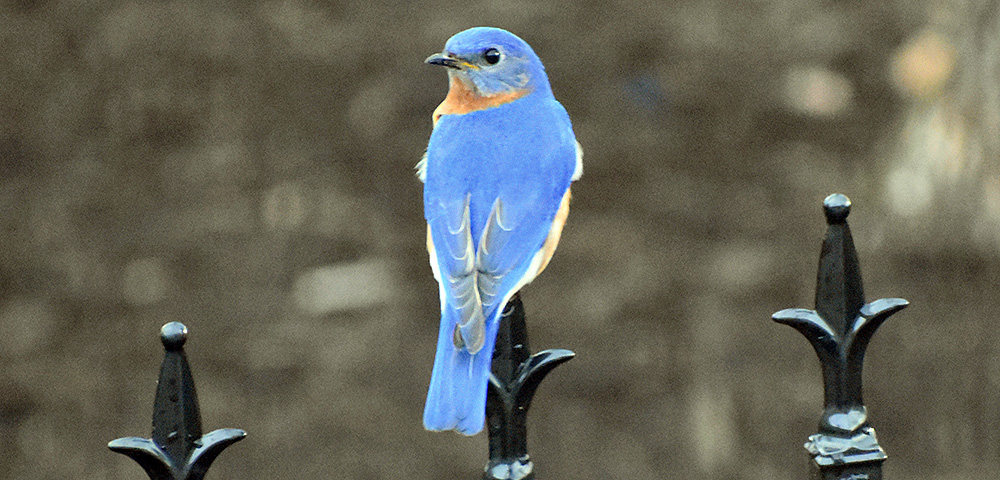 Library Home | Library