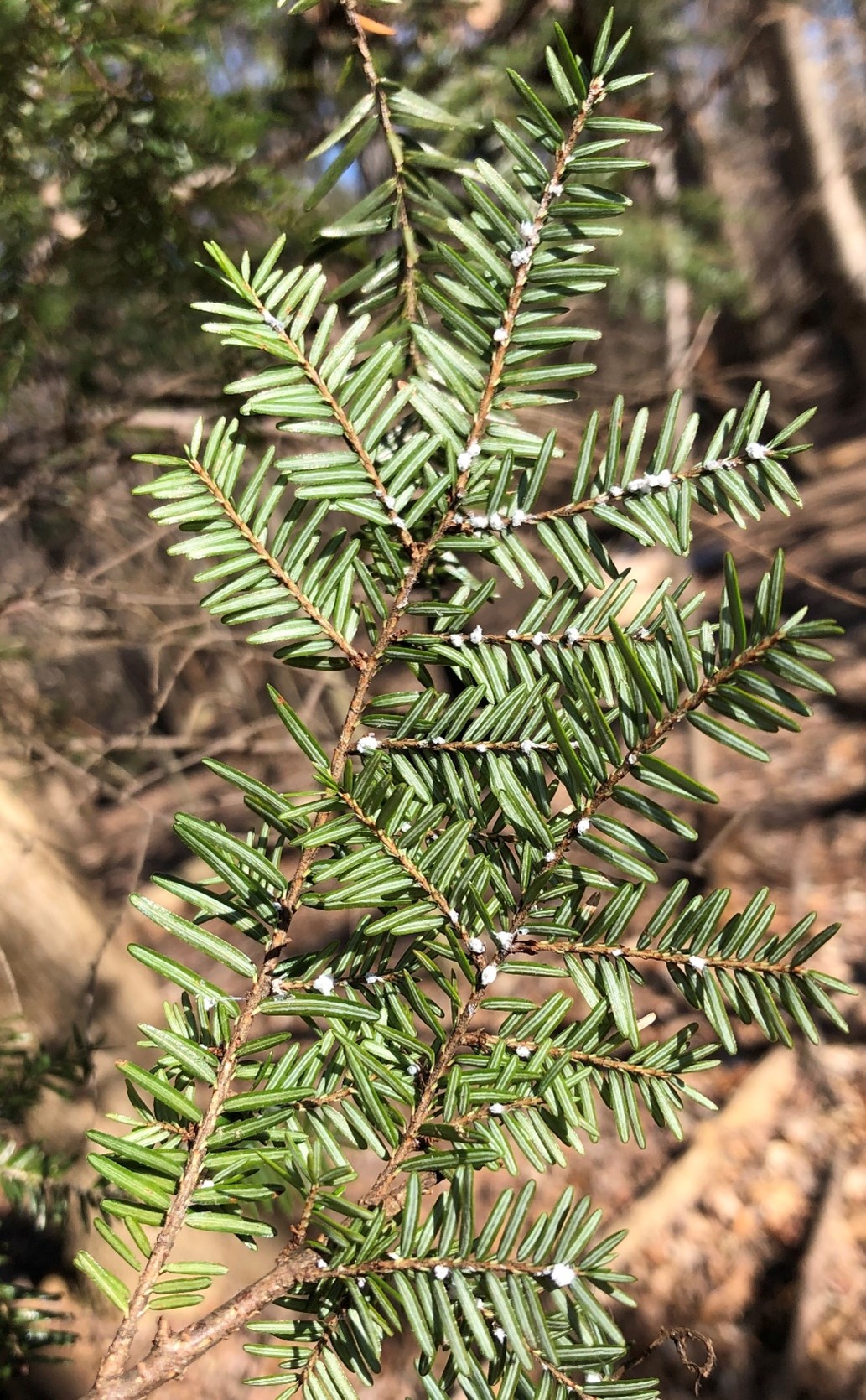 Hemlock Woolly Adelgid | Public Works and Environmental Services