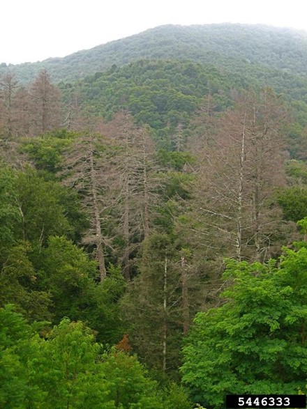 Hemlock Woolly Adelgid | Public Works and Environmental Services
