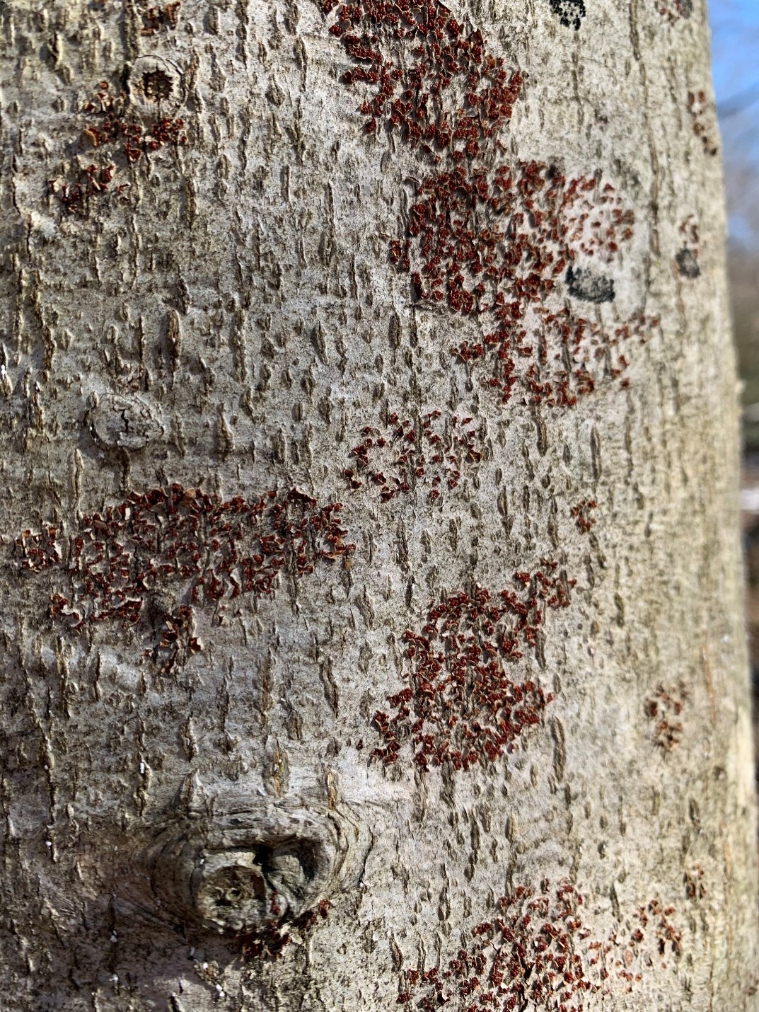 Beech Bark Disease | Public Works and Environmental Services