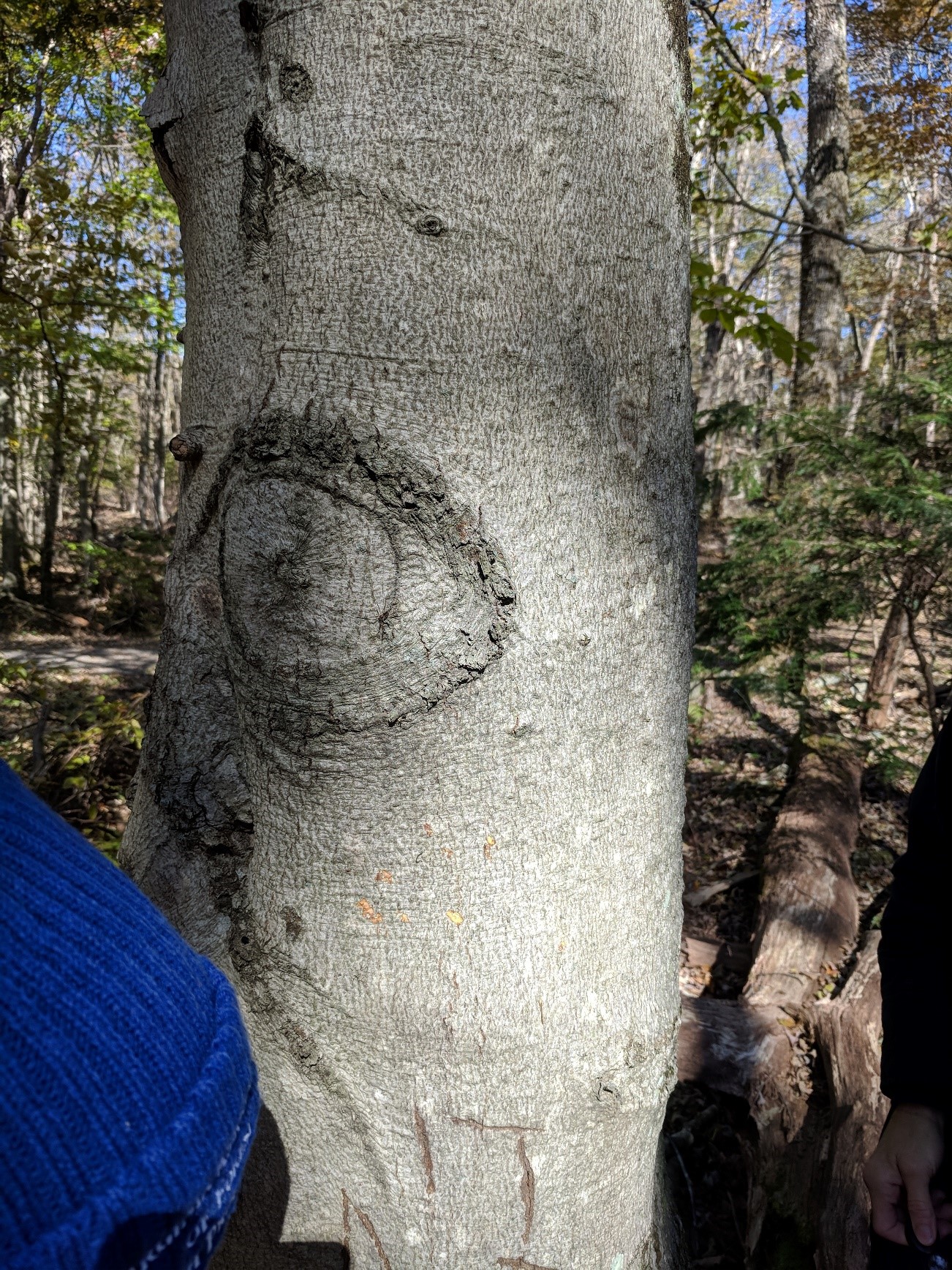 Beech Bark Disease | Public Works and Environmental Services