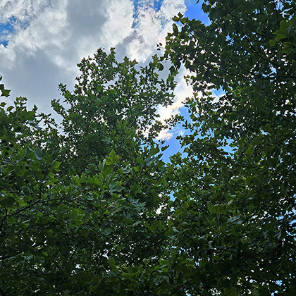 Public Works & Environmental Services | Public Works and Environmental ...