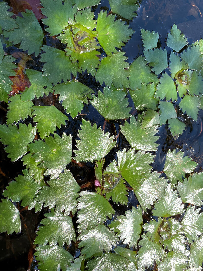 Two-horned Trapa Early Detection and Eradication | Public Works and ...